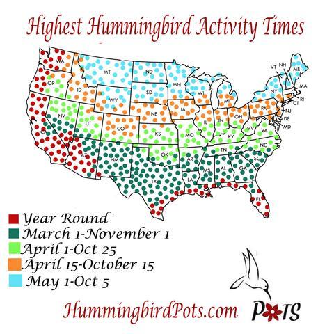 When Do The Hummingbirds Return In The Spring? - ProGreen Plus